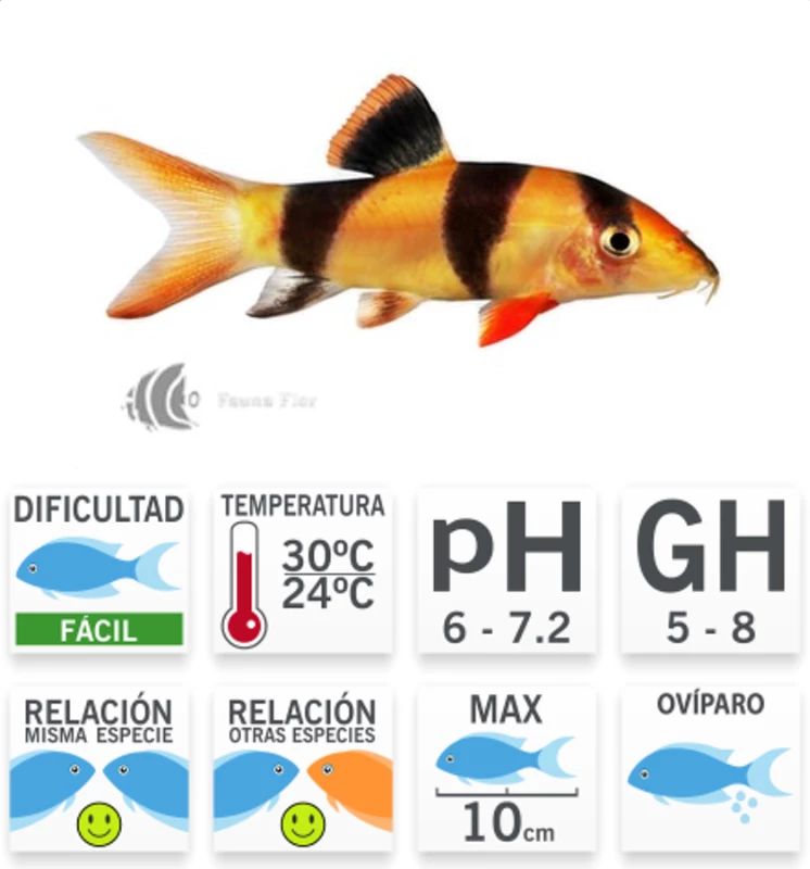 Ficha locha o botia payaso - Tienda online especializada en Acuariofilia