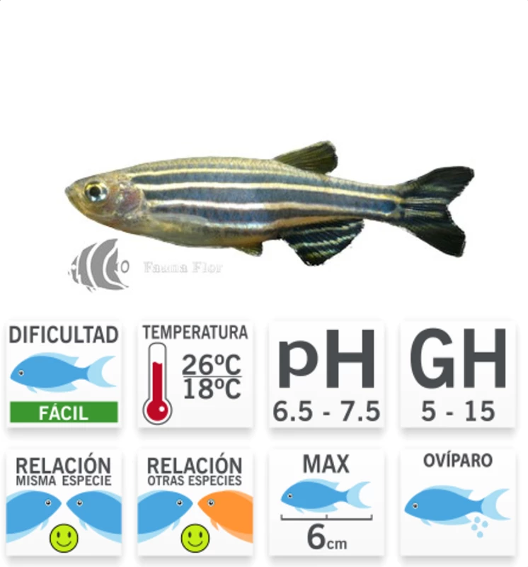 Ficha Danio Cebra o Danio Rerio - Tienda online especializada en ...