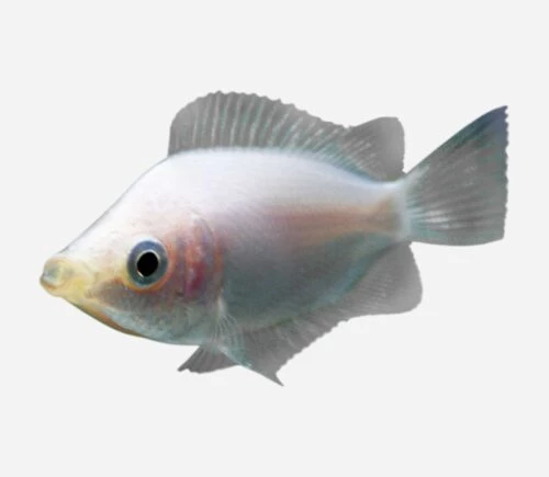 besucon - Tienda online especializada en Acuariofilia