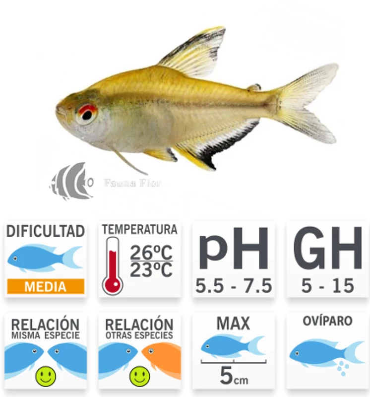 Tetra (28 fotos): qué tipo de pez de acuario es? Tipos de peces tetra ...
