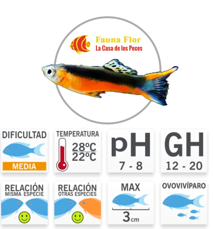 Ficha guppy endler Santa Maria - Tienda online especializada en ...