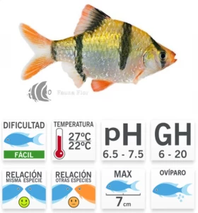 Ficha Barbo Sumatra Hong Kong - Tienda online especializada en Acuariofilia