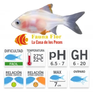 Ficha Barbo Sumatra Hong Kong - Tienda online especializada en Acuariofilia